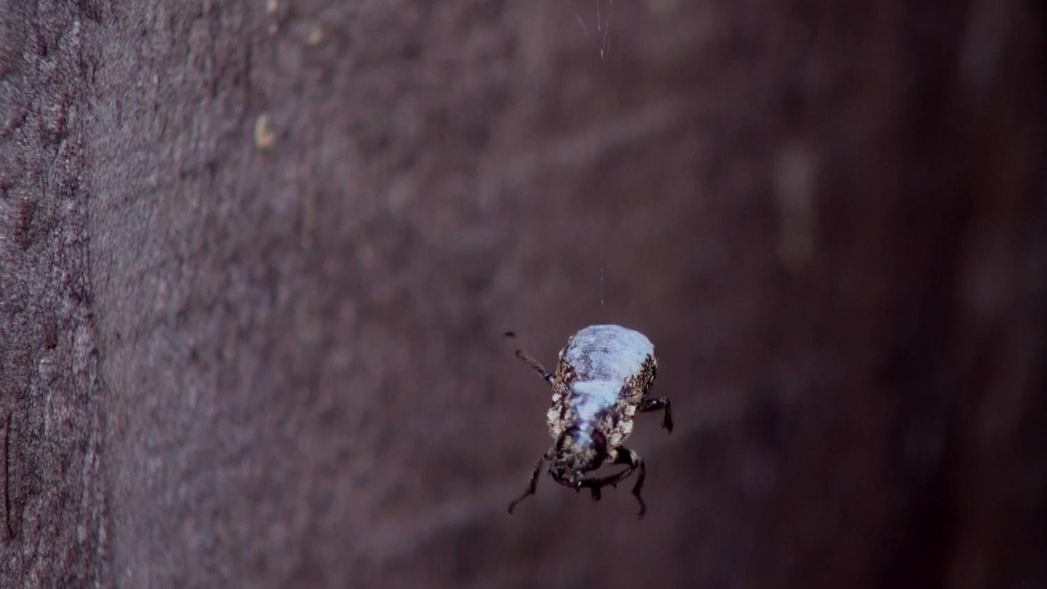 Denise Batchelor Stranded (2015) | Circuit Artist Moving Image Aotearoa ...