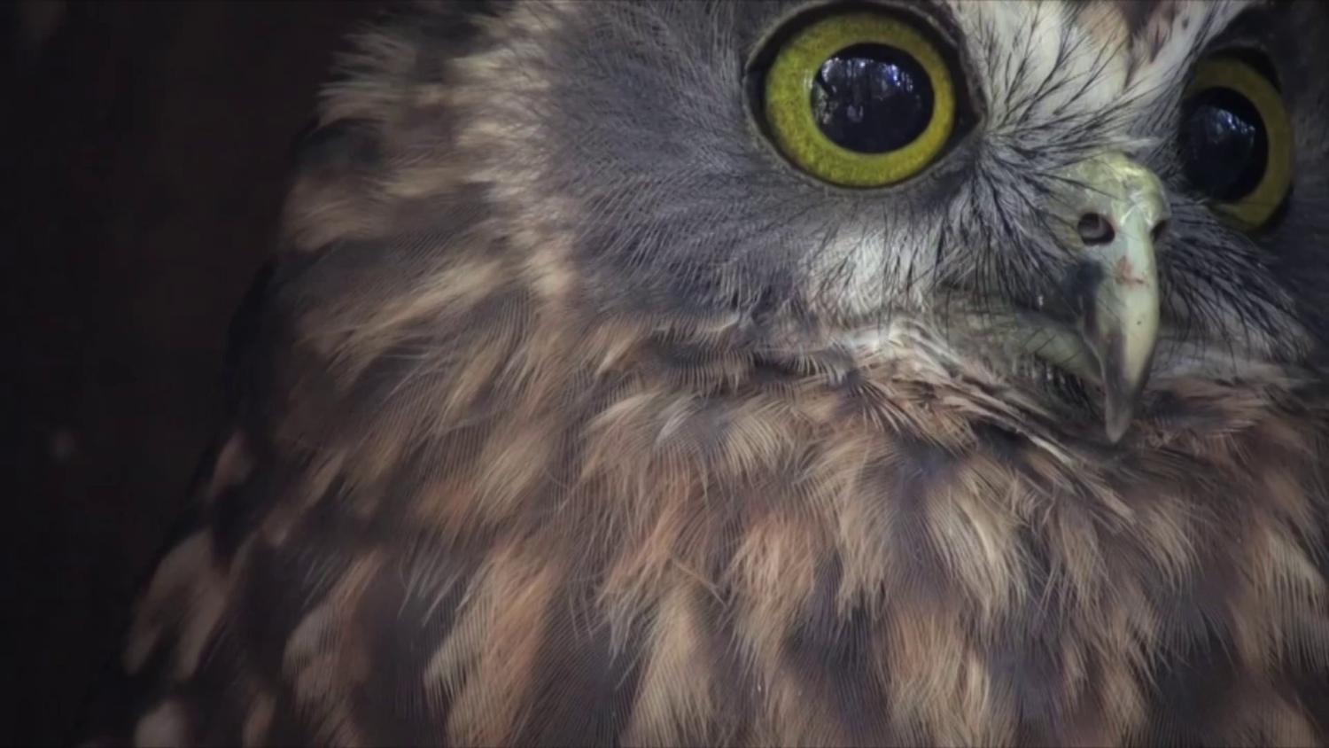 Denise Batchelor Ruru (2011) | Circuit Artist Moving Image Aotearoa New ...