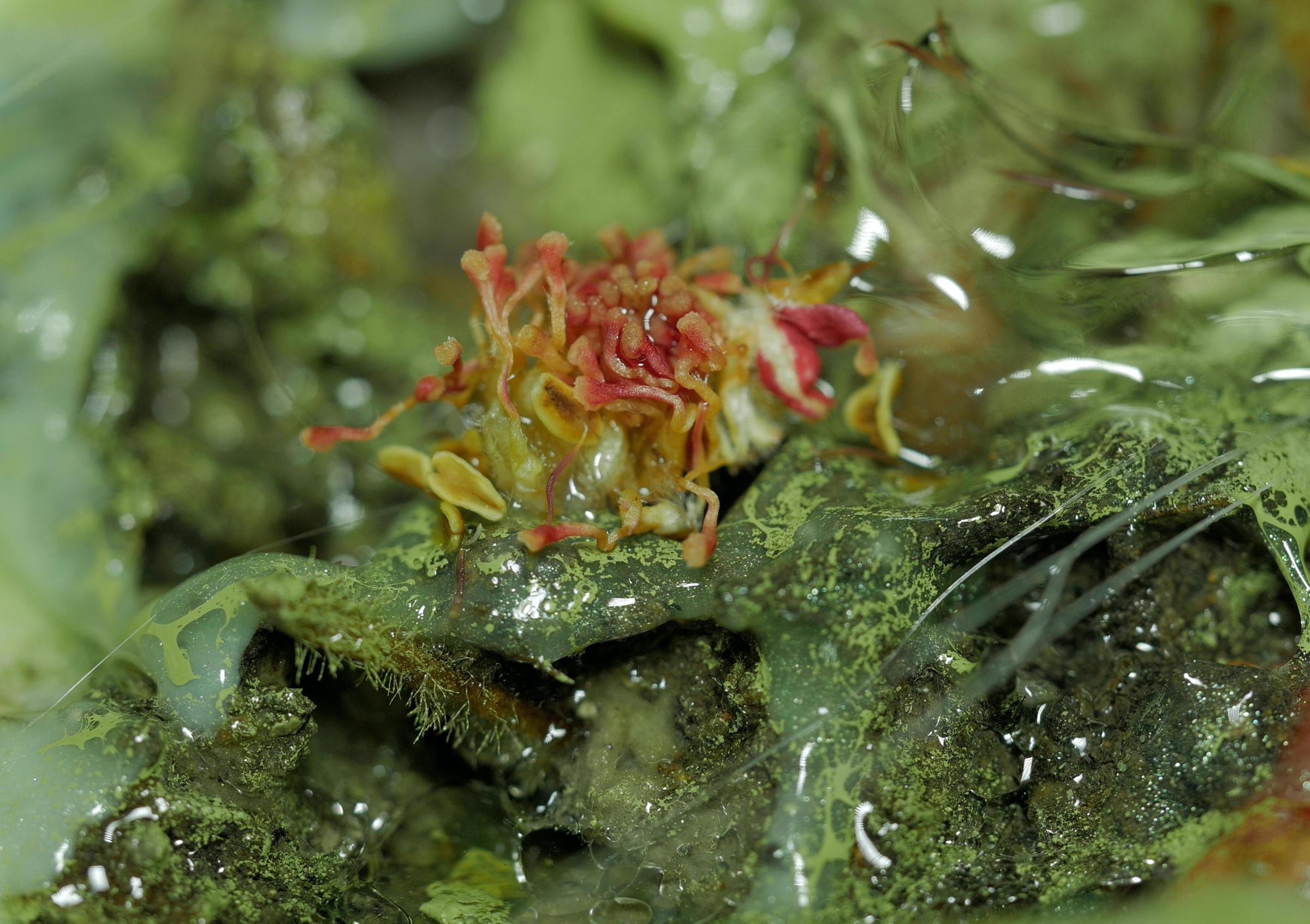 Laura Duffy: Spawn | Circuit Artist Moving Image Aotearoa New Zealand