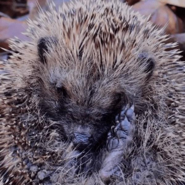 Experiment 120 (La nature, les machines et les objets) | Circuit Artist ...